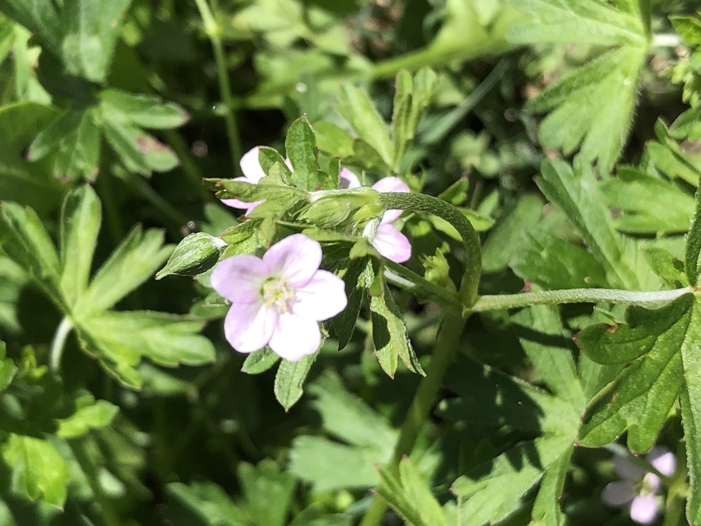 red-stemmed cranesbill from Mt Bindo, NSW, Australia on January 13 ...