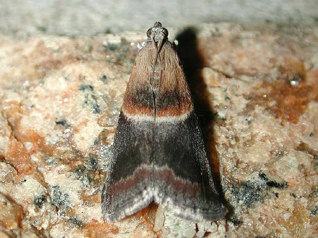 Walnut Shoot Moth from Ward Pound Ridge - Trailside, Westchester County ...