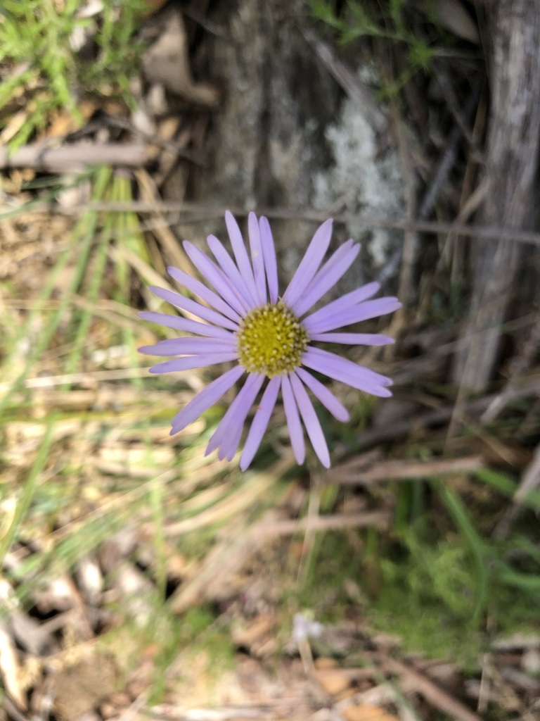 Spoon Daisy from Mt Bindo, NSW, Australia on January 13, 2024 at 01:09 ...