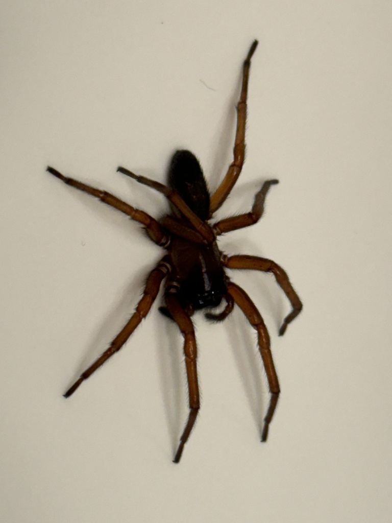 Callobius from Tahoe National Forest, Truckee, CA, US on November 25 ...