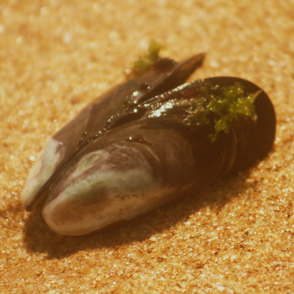 Brown Mussel from Praia de Setiba, Guarapari - ES, Brasil on January 14 ...