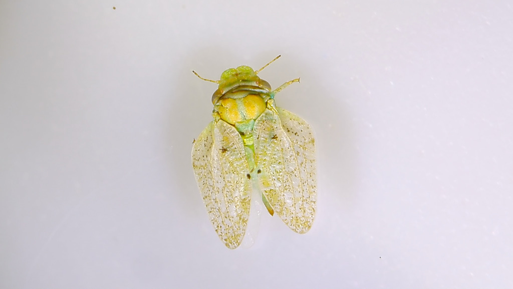 olive psyllid from Tarazona, Zaragoza, España on September 15, 2020 at ...