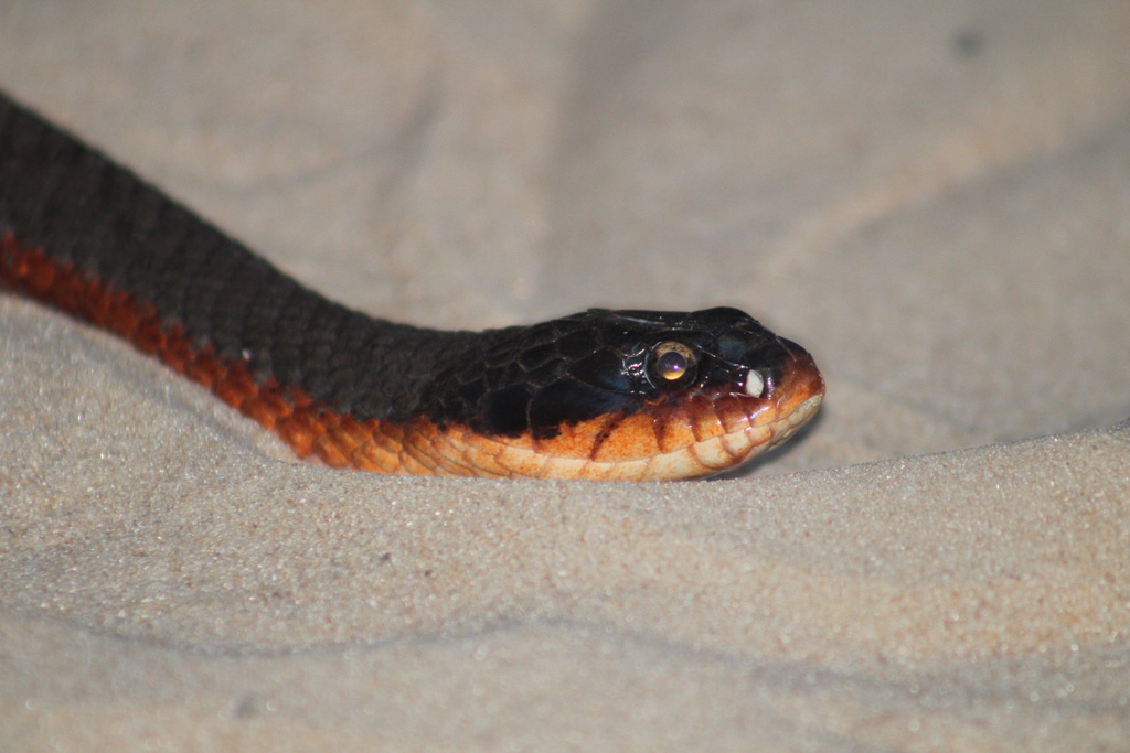 Wagler's Snake from Cocos, BA, BR on January 13, 2024 at 06:52 PM by ...
