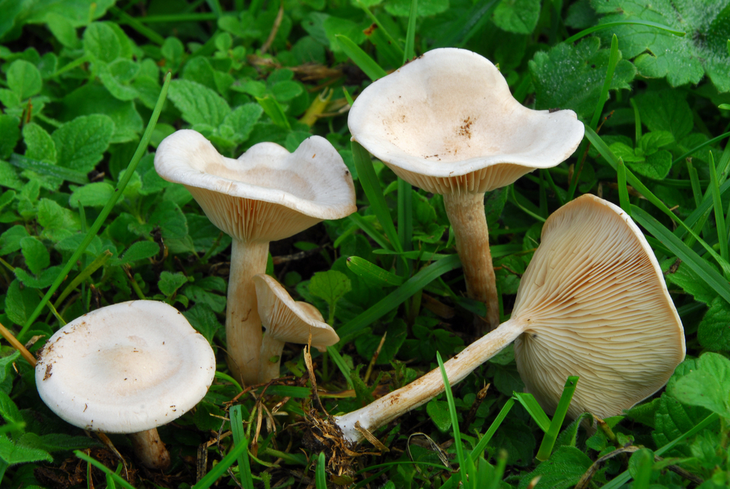 Fool's Funnel from Parco di Monza (MB), Italia on October 13, 2012 at ...