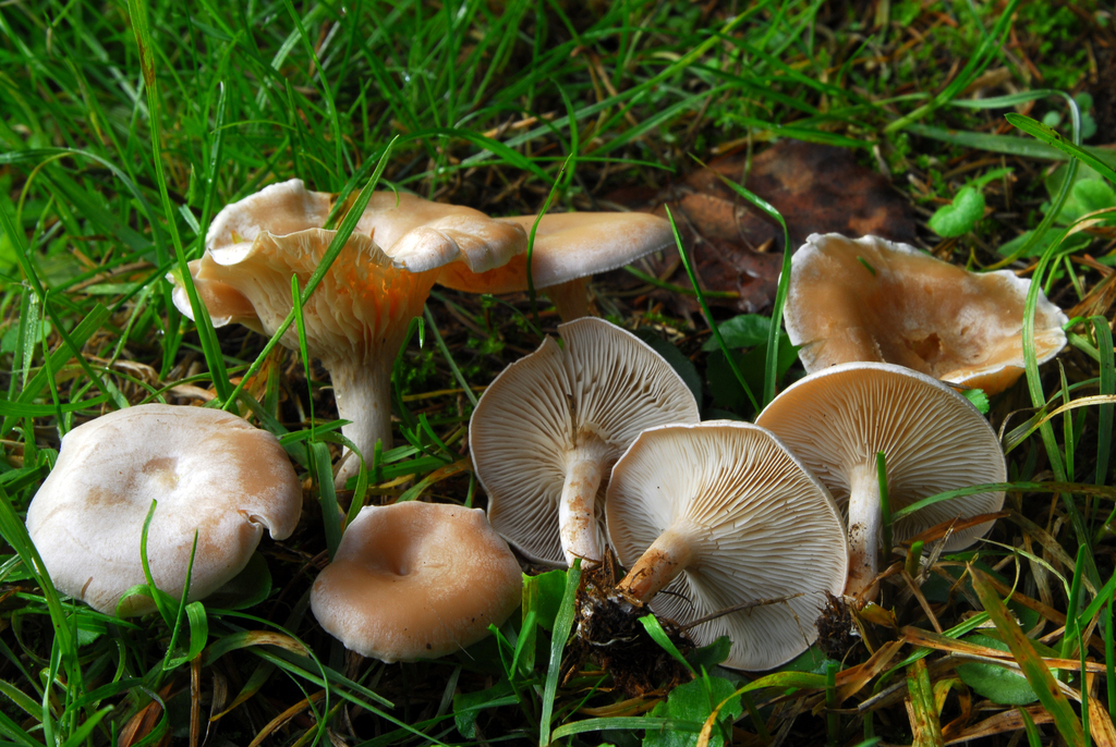 Fool's Funnel from Parco di Monza - Giardini della Reggia (MB), Italia ...