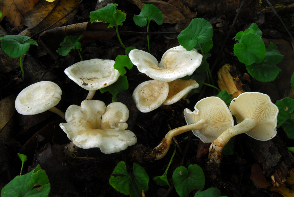 Fool's Funnel from Parco Lambro Milano (MI), Italia on November 4, 2018 ...