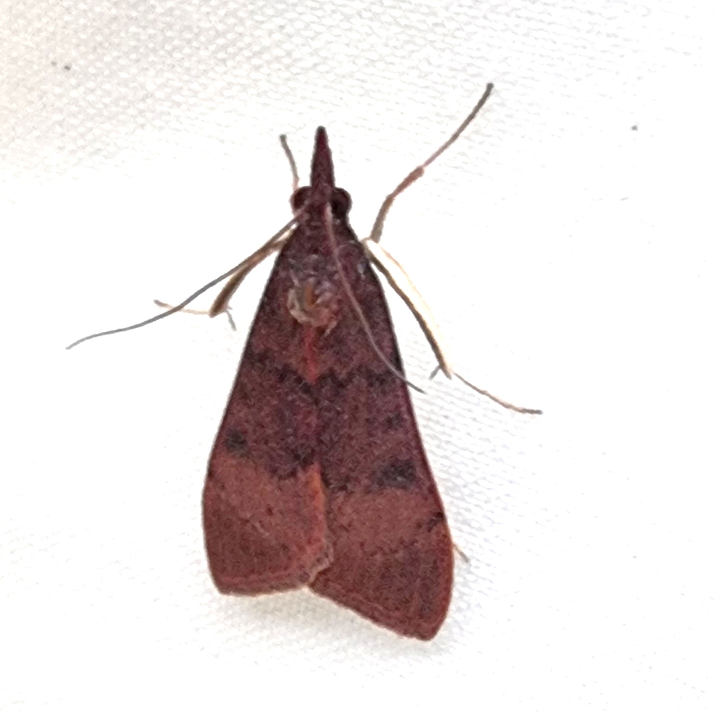 Tree Lucerne Moth from Gordon VIC 3345, Australia on January 14, 2024 ...