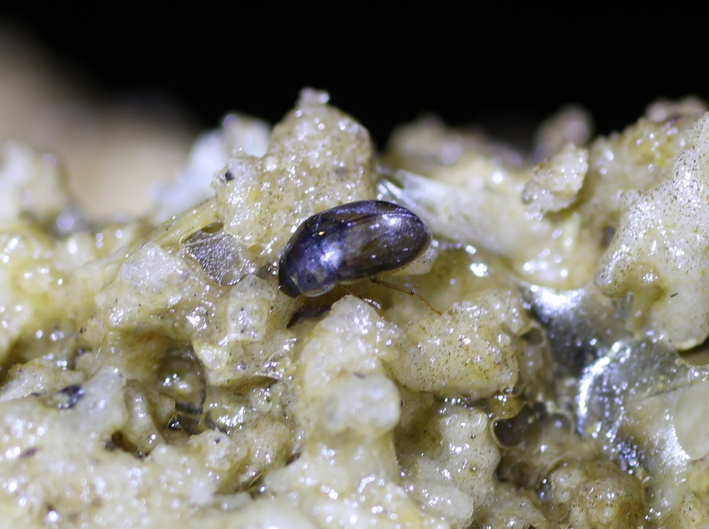 Enochrus from Inyo County, CA, USA on January 13, 2024 at 05:49 PM by ...