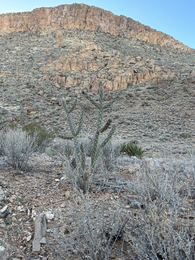 Northern Tree Cholla from Big Bend National Park, Alpine, TX, US on ...