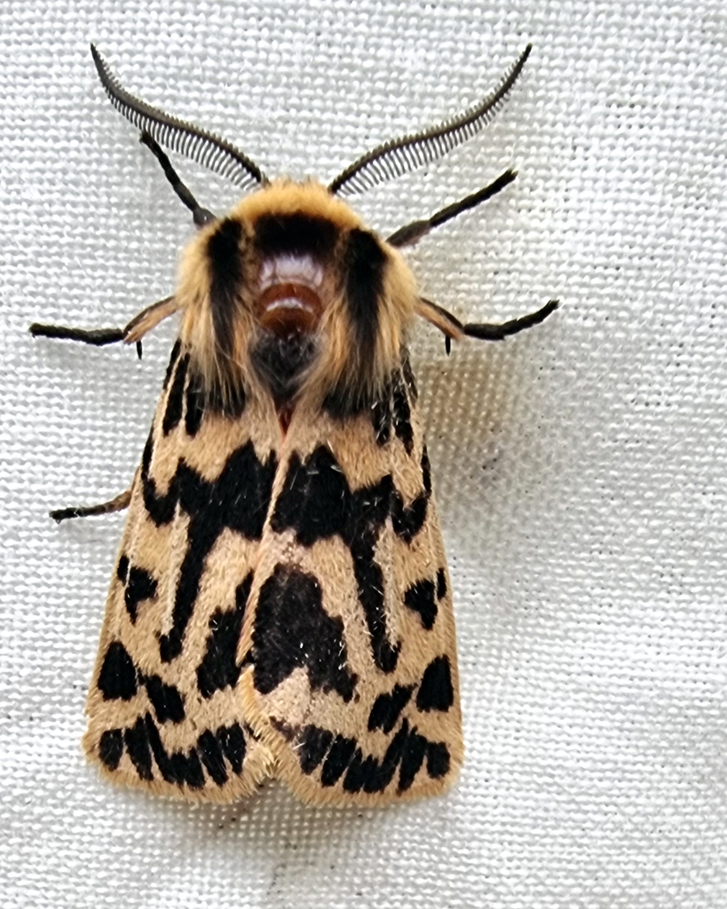 Crimson Tiger Moth from Gordon VIC 3345, Australia on January 14, 2024 ...