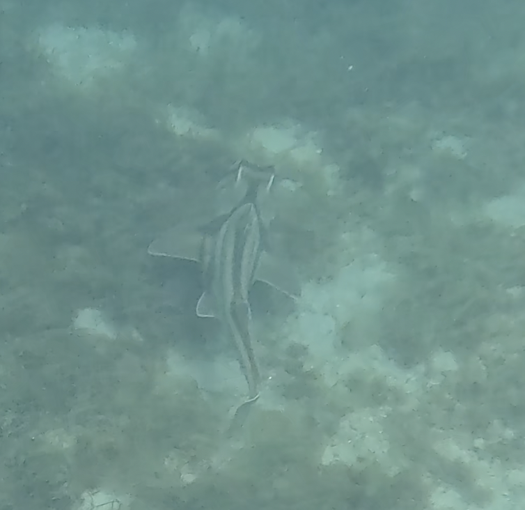 Port Jackson Shark from Victoria, Australia on January 14, 2024 by ...
