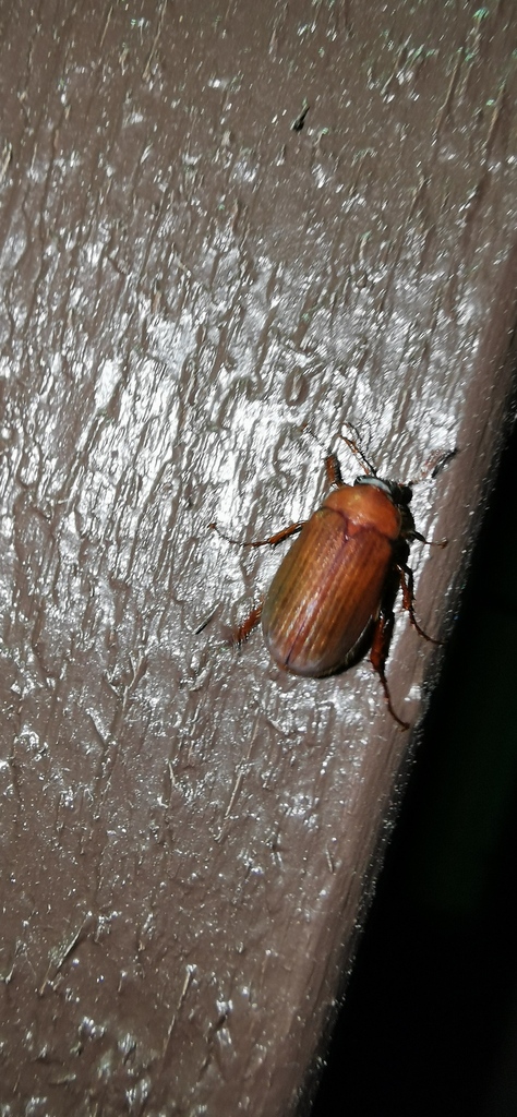 Brown Chafer from Vuosaari, Helsinki, Suomi on July 8, 2023 at 01:39 AM ...