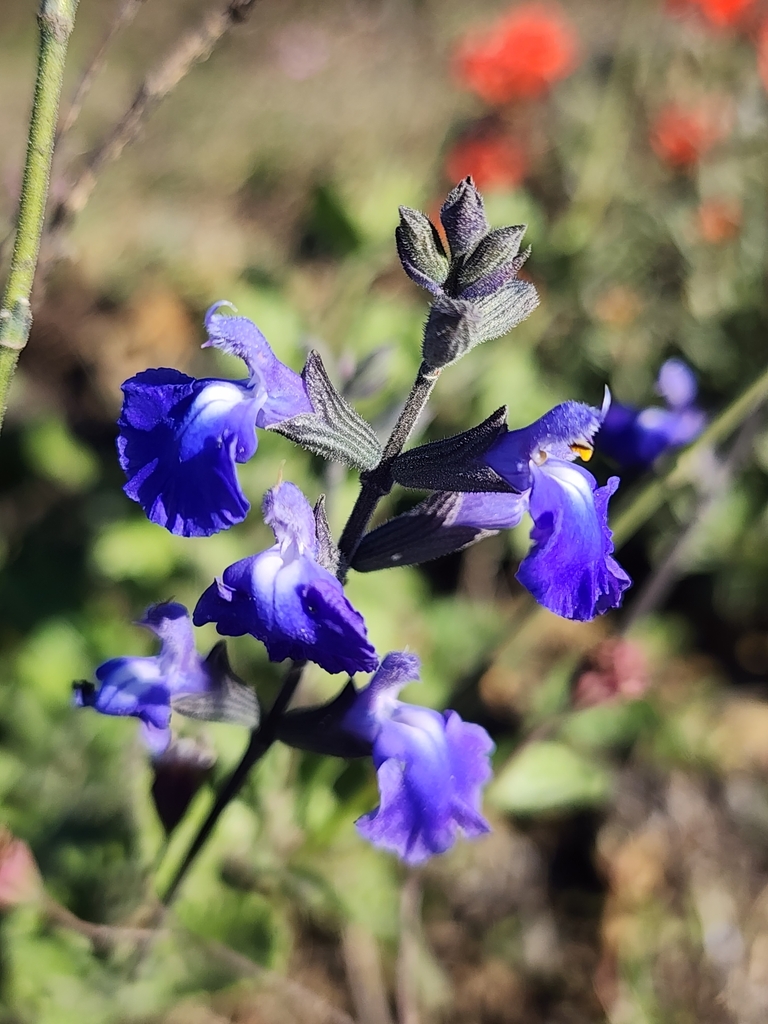 Germander Sage from 66045 N.L., México on January 14, 2024 at 08:42 AM ...