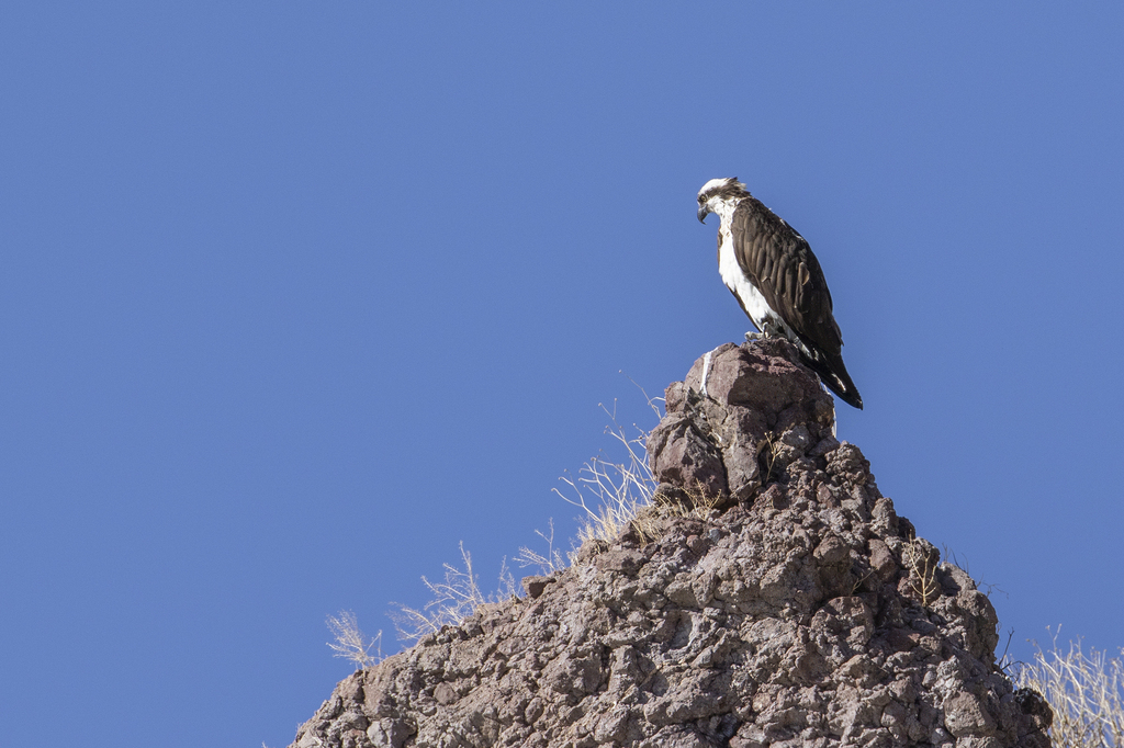 Osprey from Maricopa County, AZ, USA on January 14, 2024 at 11:58 AM by ...