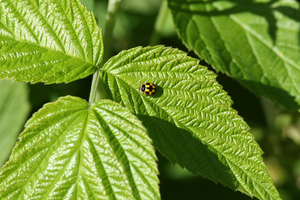 Fourteen-spotted Lady Beetle from Kuortti, mökki, Suomi on June 23 ...