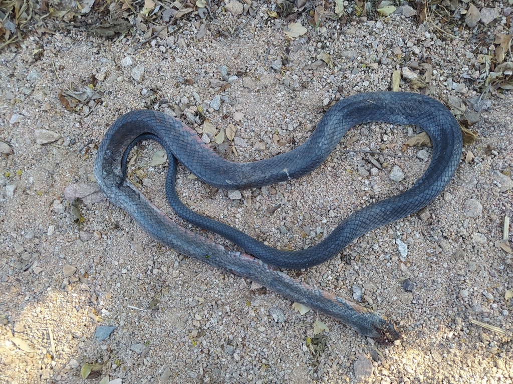 Central American Indigo Snake from 74950 Pue., México on January 28 ...