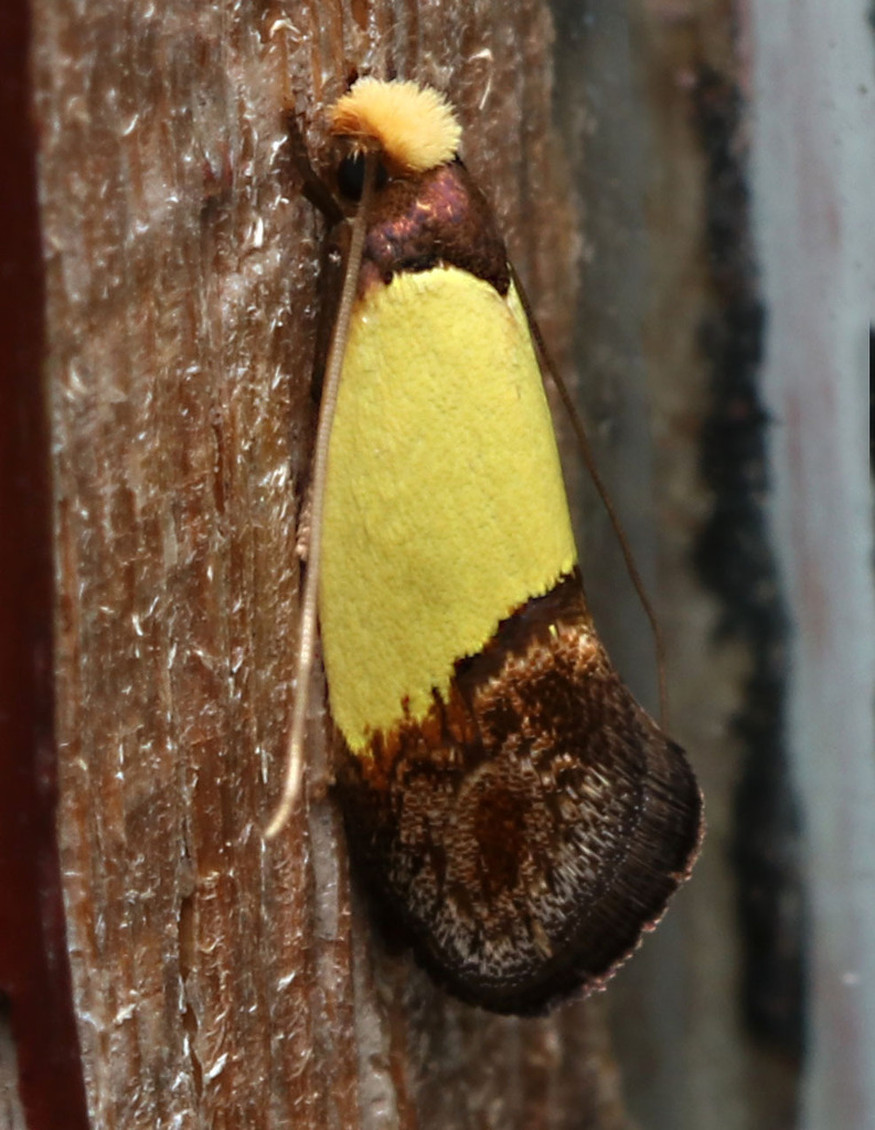 Edosa xystidophora in January 2024 by juliegraham173 · iNaturalist