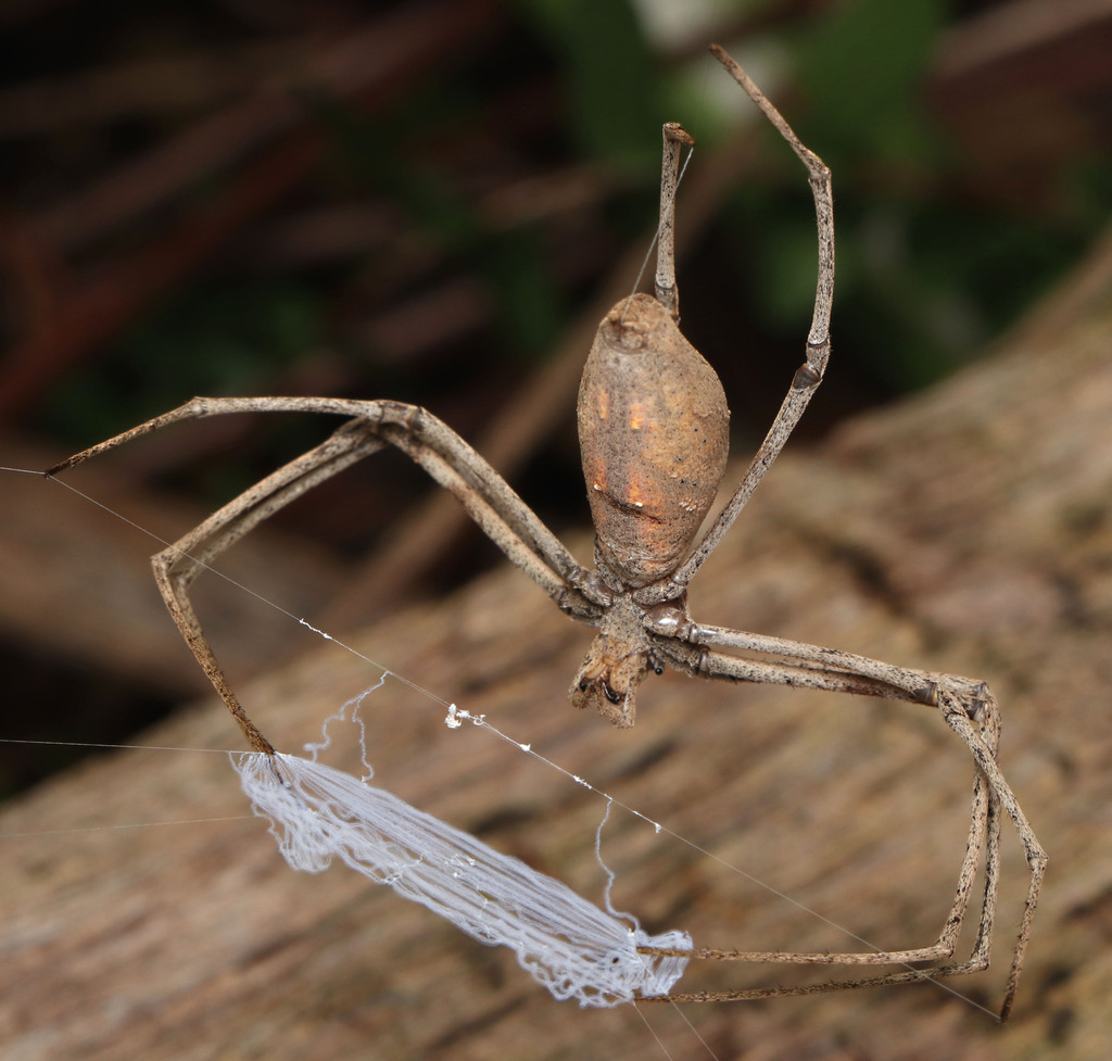 Rufous Net-casting Spider in January 2024 by juliegraham173 · iNaturalist