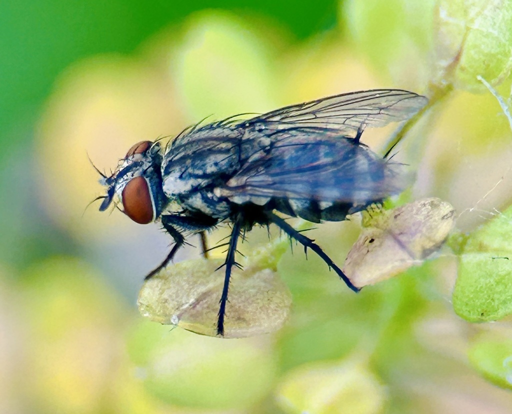 Flesh Flies and Satellite Flies from Southern Glades Trail, Homestead ...