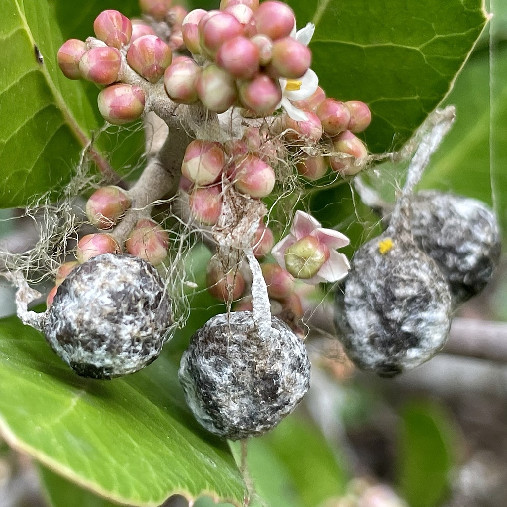 Southern Bolas Spider from Naval Base Point Loma, San Diego, CA, US on ...