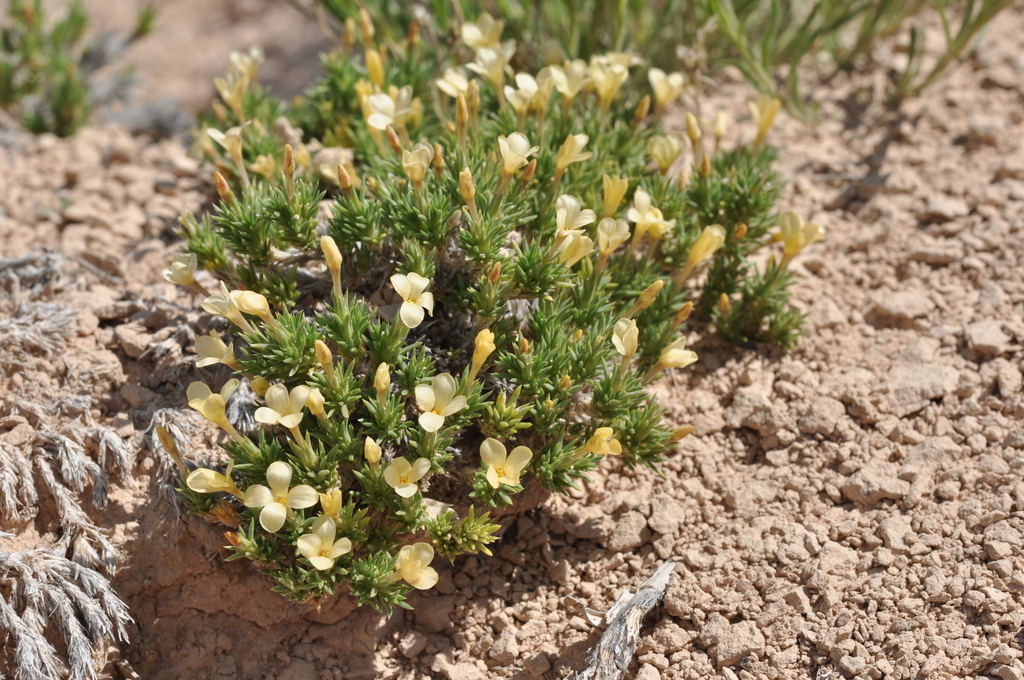 Linanthus caespitosus from Weld County, CO, USA on May 26, 2014 at 10: ...