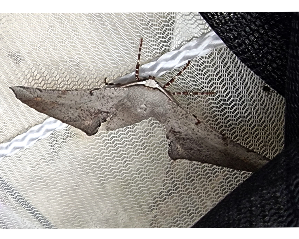 Broken Leaf Moth from Gordon VIC 3345, Australia on January 14, 2024 at ...