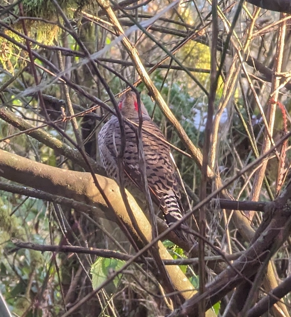 Northern Flicker from Duvall, WA 98019, USA on January 14, 2024 at 03: ...