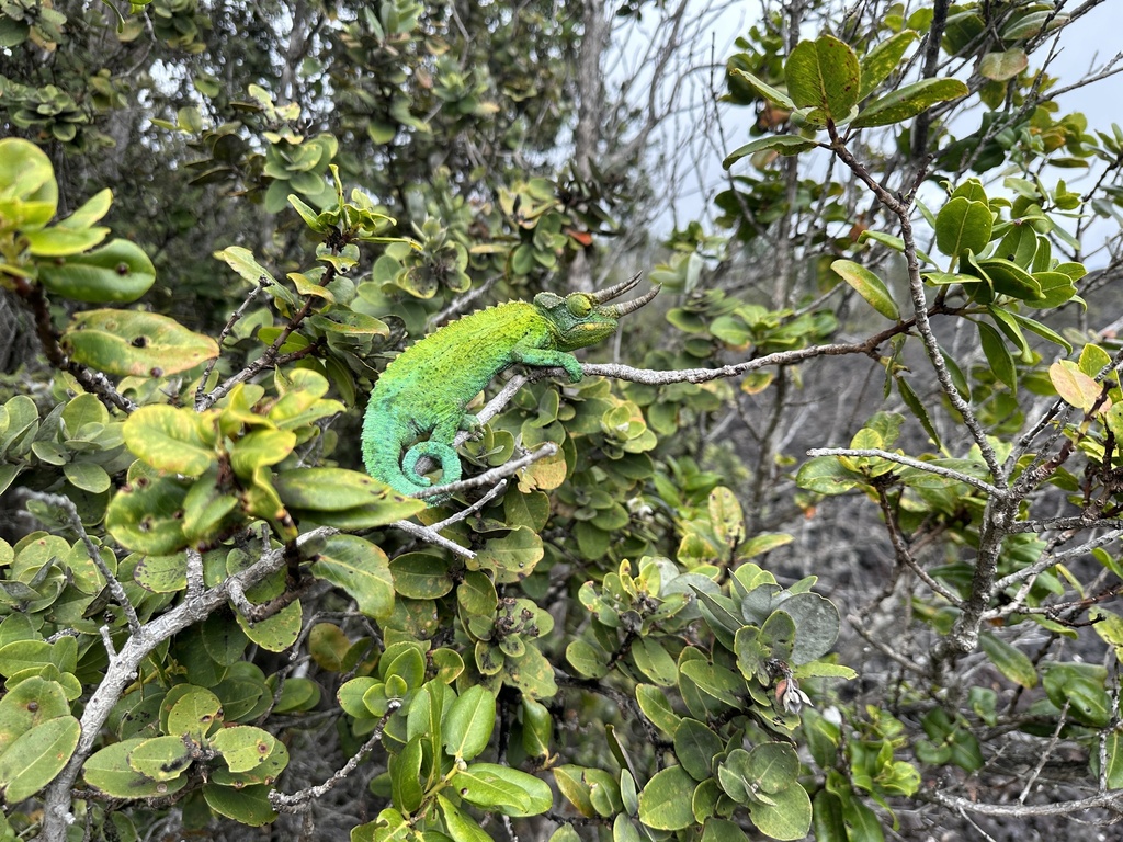 Jackson's Chameleon from Hawaiʻi, Captain Cook, HI, US on January 14 ...