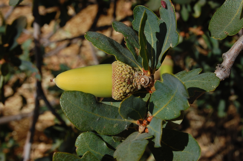 blue oak (Quercus douglasii) - Botanical Realm