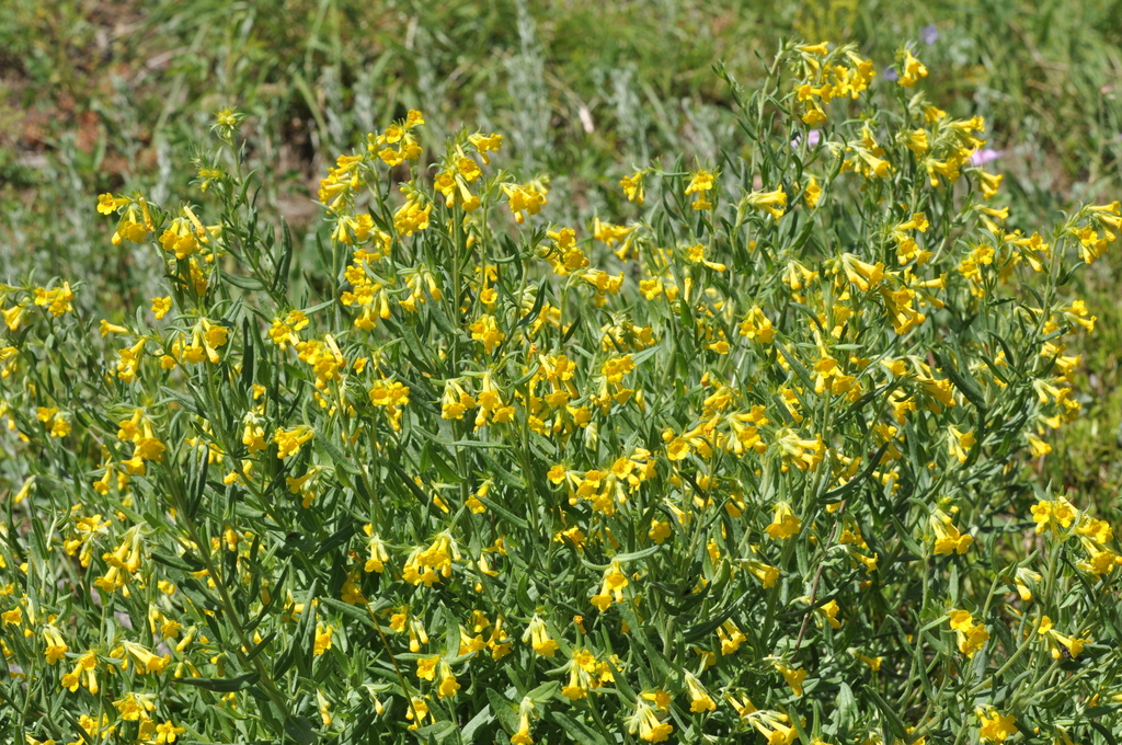 manyflowered gromwell from Kerr Gulch, Golden, CO, USA on July 2, 2017 ...