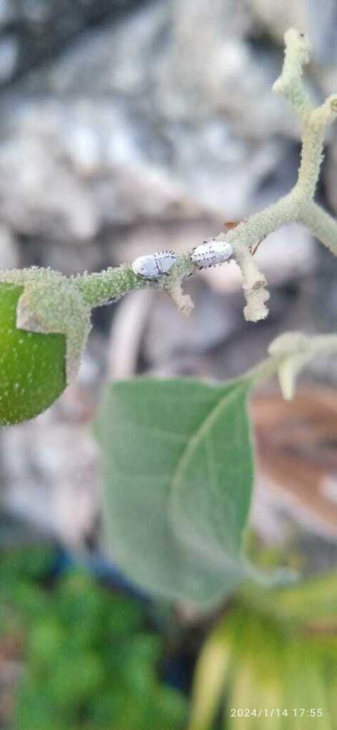 Mexican Treehopper from Felipe Carrillo Puerto, Q.R. on January 14 ...