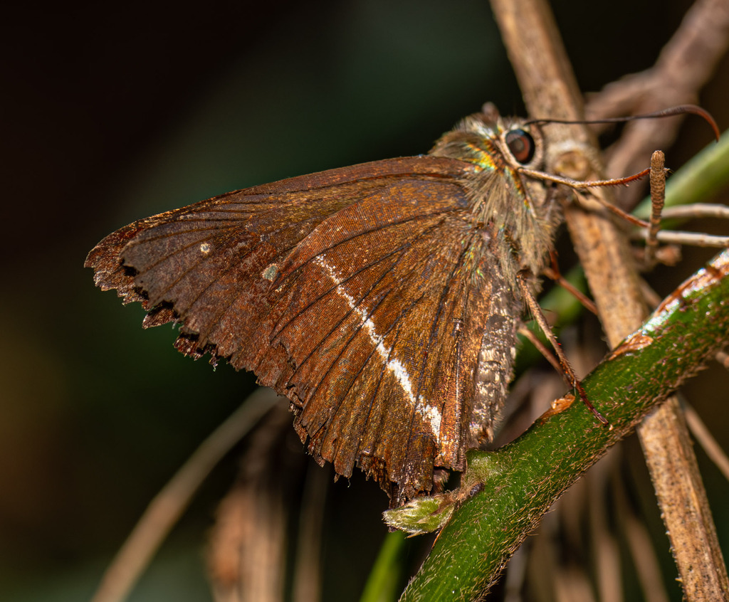 Narrow-banded Awl from Dundas QLD 4306, Australia on January 14, 2024 ...