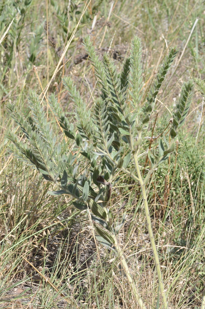 western false gromwell from Jefferson County, CO, USA on August 5, 2011 ...