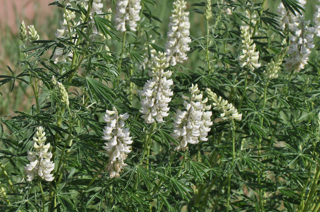 silvery lupine from Jefferson County, CO, USA on July 17, 2019 at 05:39 ...