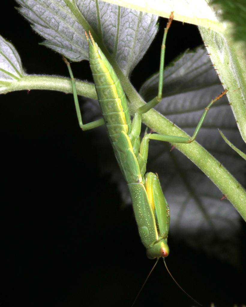 Australian Garden Mantis from Addington VIC 3352, Australia on January ...