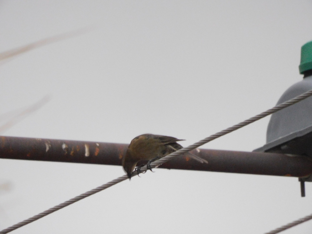 Birds from Urb. Bougainville, 092301 Samborondón, Ecuador on January 14 ...