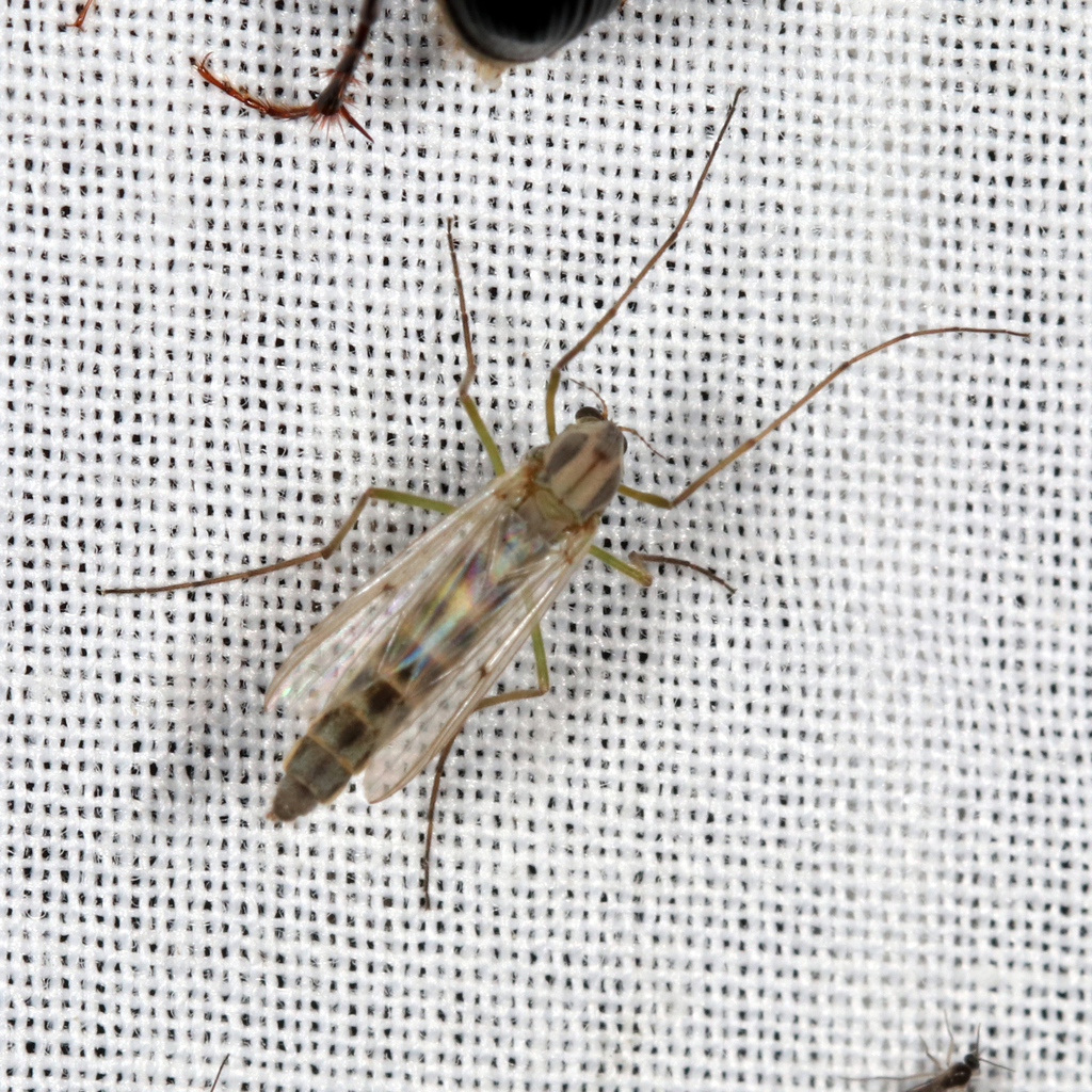 Chironomini from Addington VIC 3352, Australia on January 6, 2024 at 10 ...