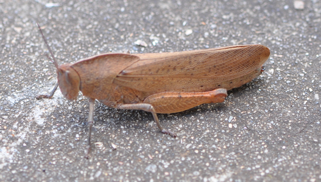 Common Gumleaf Grasshopper in March 2011 by Tom Evison. Clearing ...