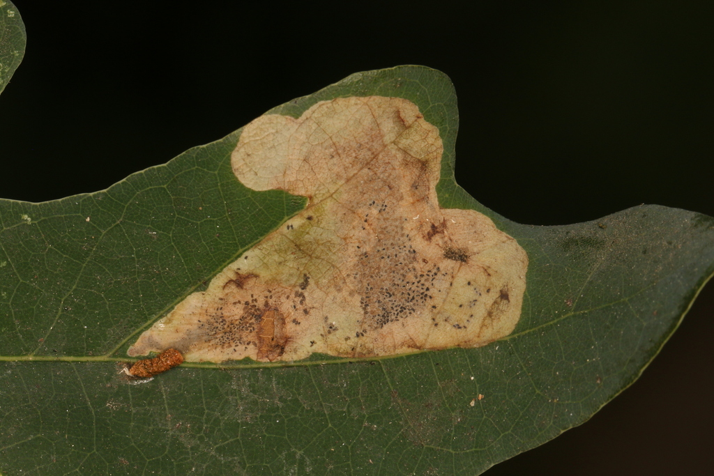 Leaf Blotch Miner Moths from Norfolk County, ON, Canada on July 9, 2023 ...