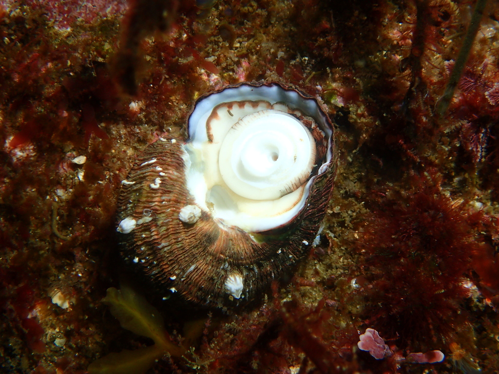 Rough turban shell from Bare Island SE, Sydney NSW, Australia on ...