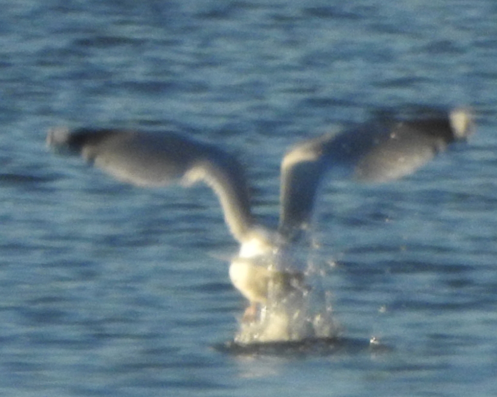 Herring Gull from Pasadena, MD 21122, USA on January 14, 2024 at 08:12 ...