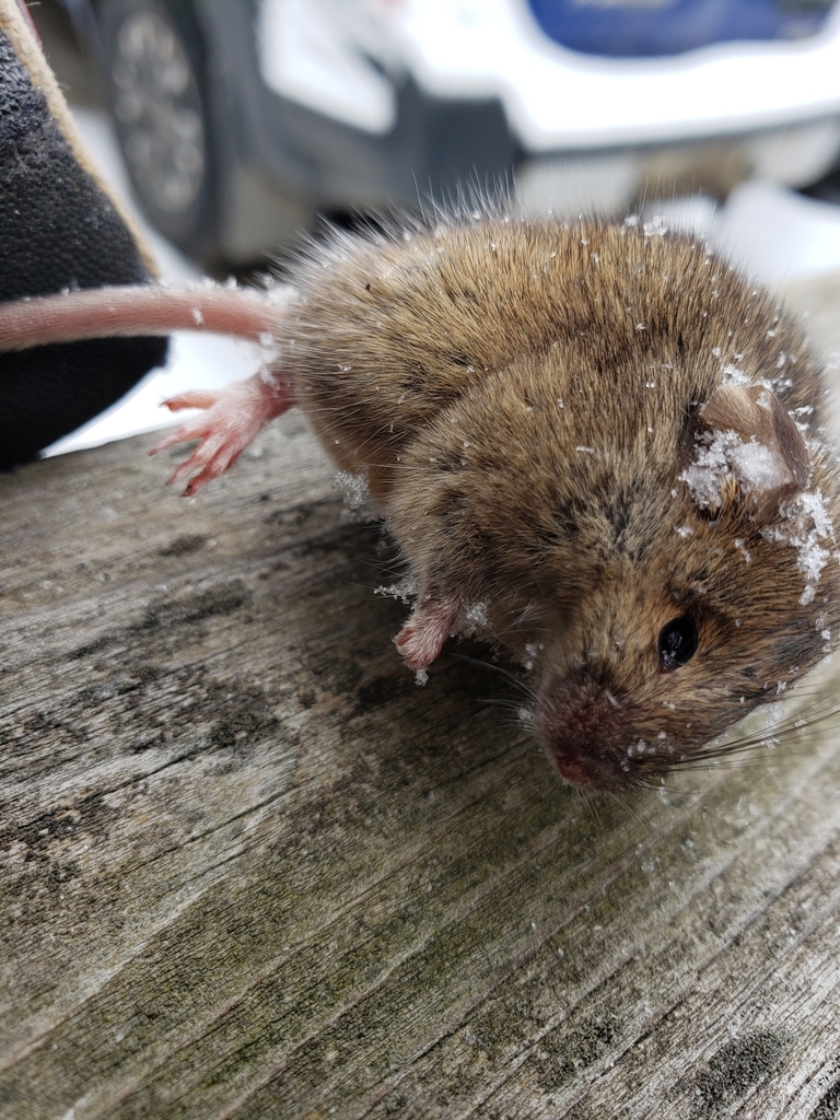 House Mouse from Massey Acres on January 13, 2024 at 12:45 PM by Trent ...