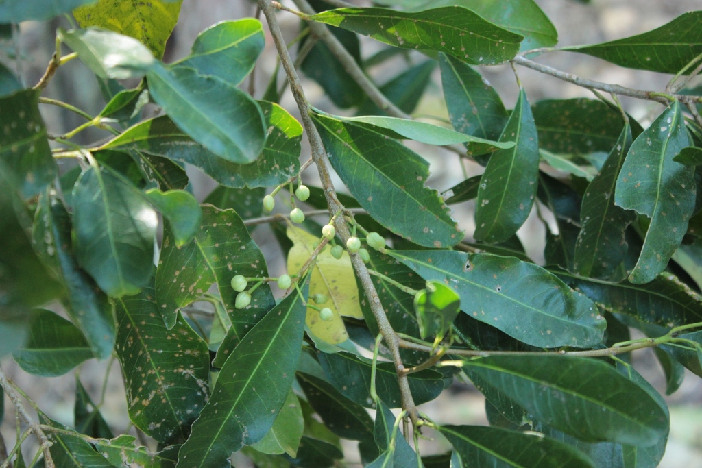 common acronychia from Jerseyville NSW 2431, Australia on September 20 ...