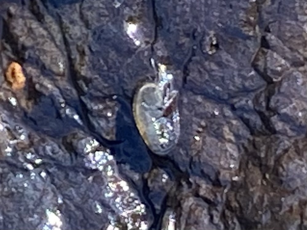 Amphipods from Pacific Ocean, Nandayure, Guanacaste, CR on January 14 ...