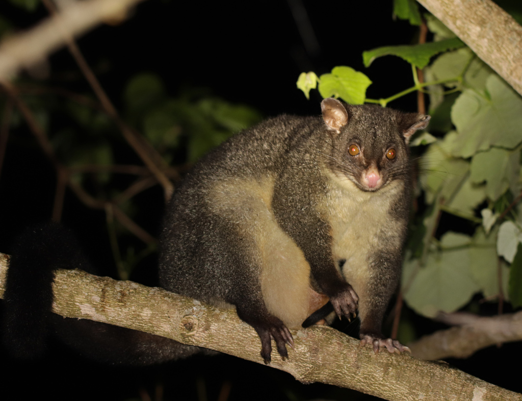 Short-eared Brushtail Possum in December 2023 by Lachlan Copeland ...
