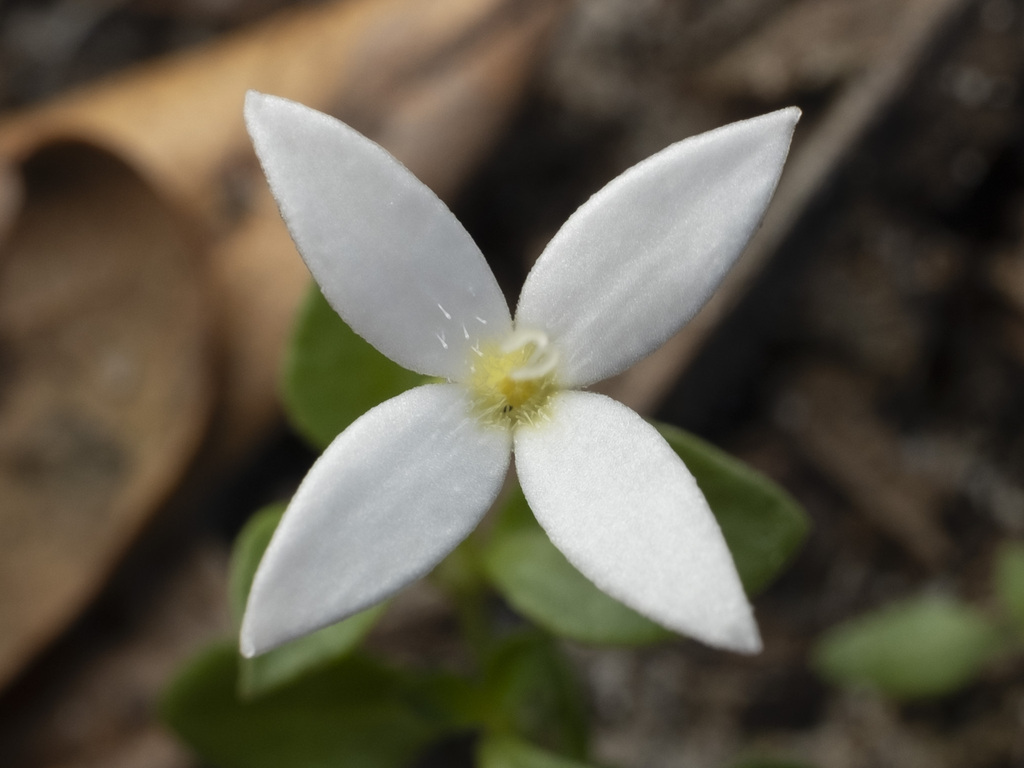 roundleaf bluet from Alachua, Florida, United States on January 14 ...