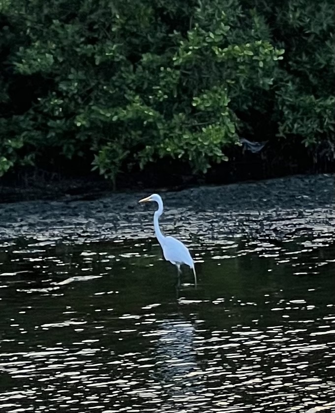 Great Egret from Gun Creek on January 14, 2024 at 05:22 PM by subtotal ...
