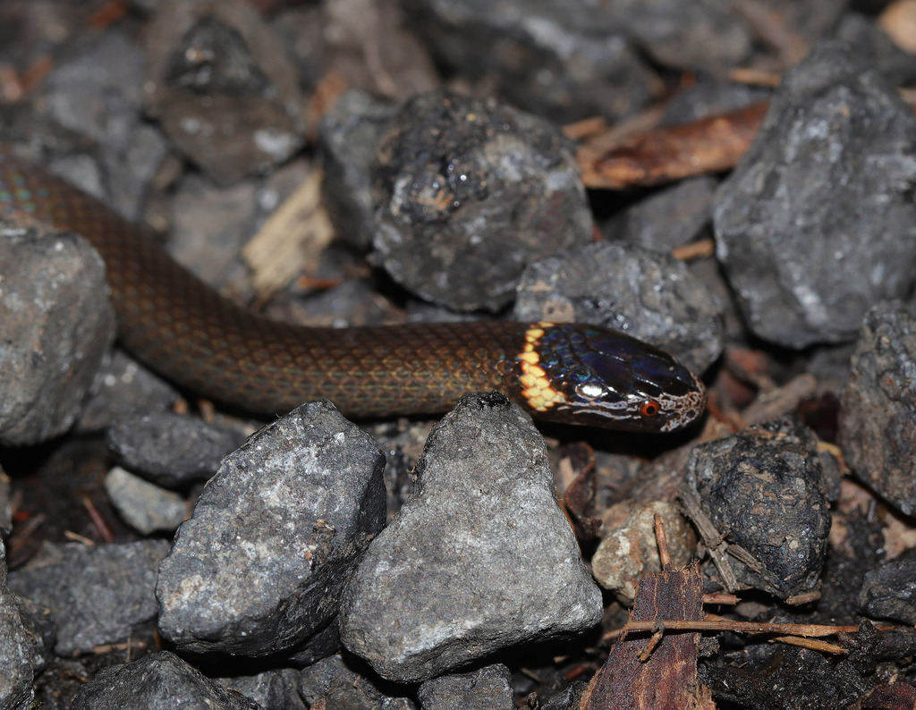 Dwarf Crowned Snake in January 2023 by Lachlan Copeland · iNaturalist