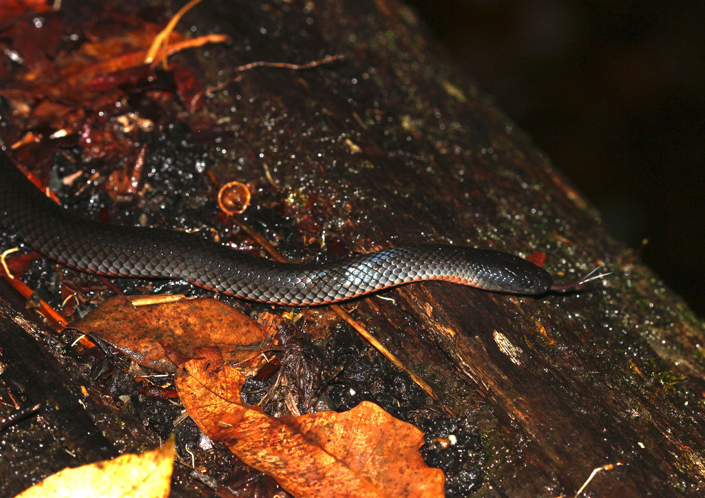 Small-eyed Snake in February 2016 by Lachlan Copeland · iNaturalist