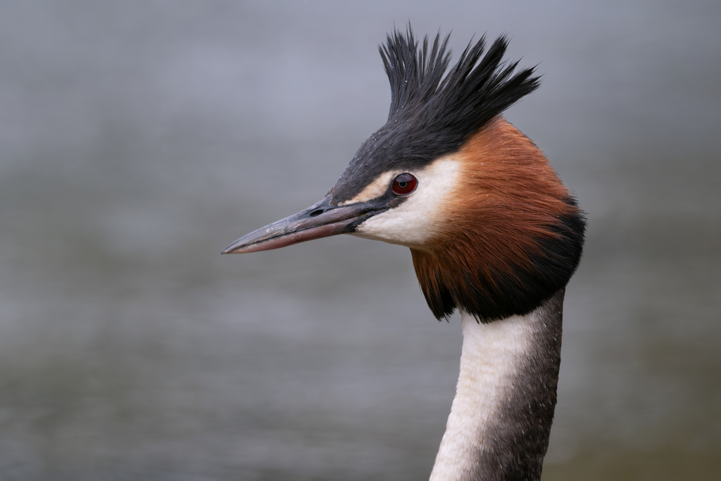 Southern Crested Grebe in January 2024 by Ben Ackerley · iNaturalist